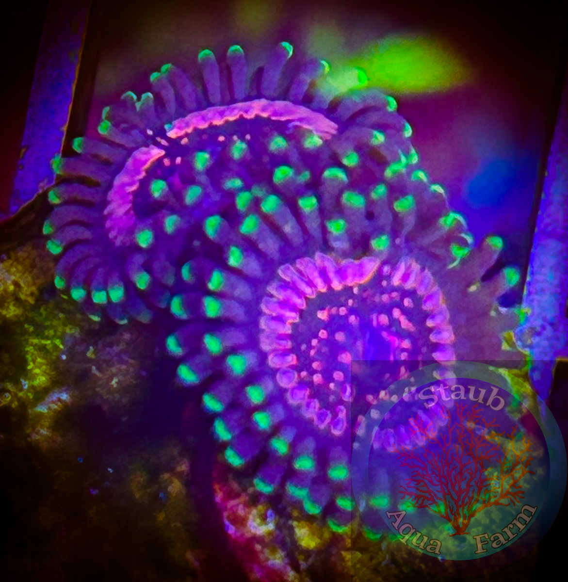 WWC’s Taser Zoanthid polyp – Staub Aqua Farm LLC