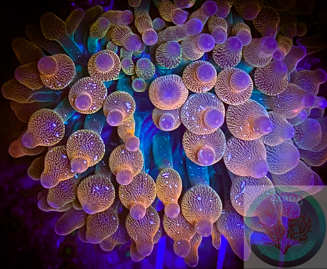 2 Rainbow Bubble Tip Anemones – Staub Aqua Farm LLC