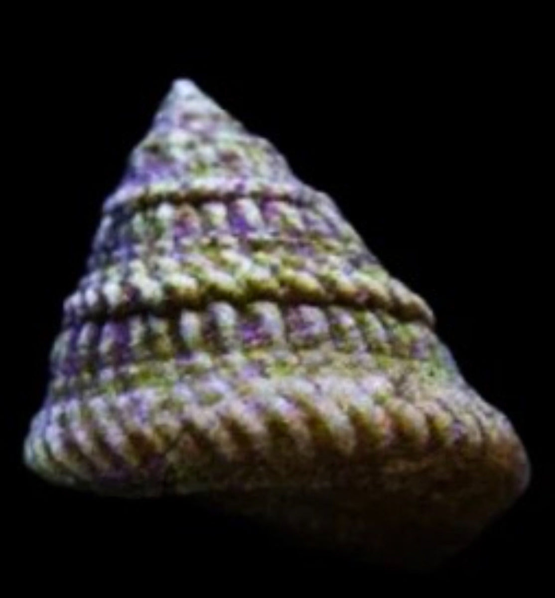 Astraea Snails – Staub Aqua Farm LLC