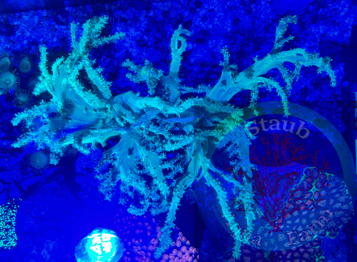 “WYSIWYG” Xtra large Bright Green Sinularia Coral – Staub Aqua Farm LLC