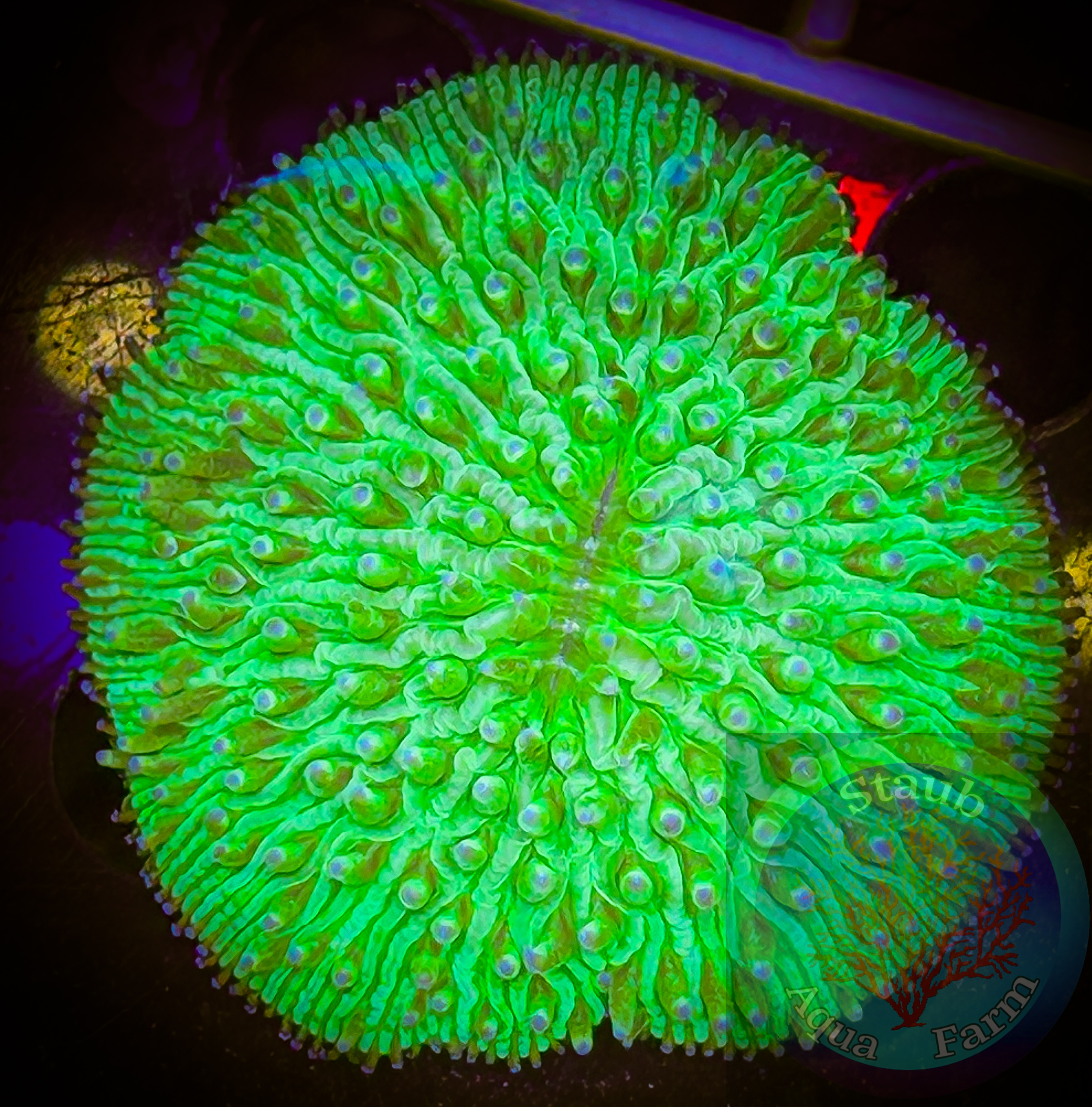 Coral De Placa Verde Coral Cactus | Euphorbia Lactea 'Cristata'