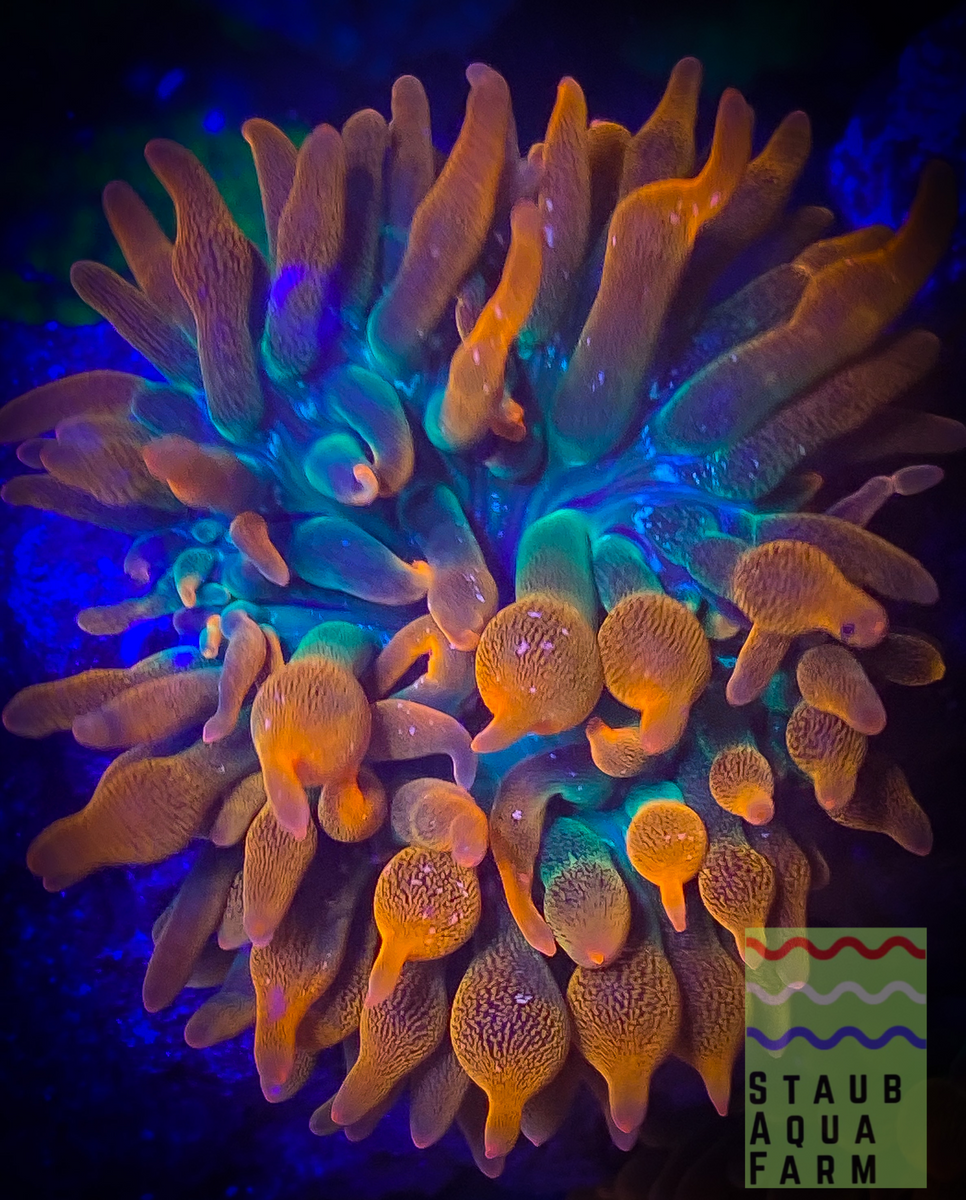 2 Rainbow Bubble Tip Anemones – Staub Aqua Farm LLC