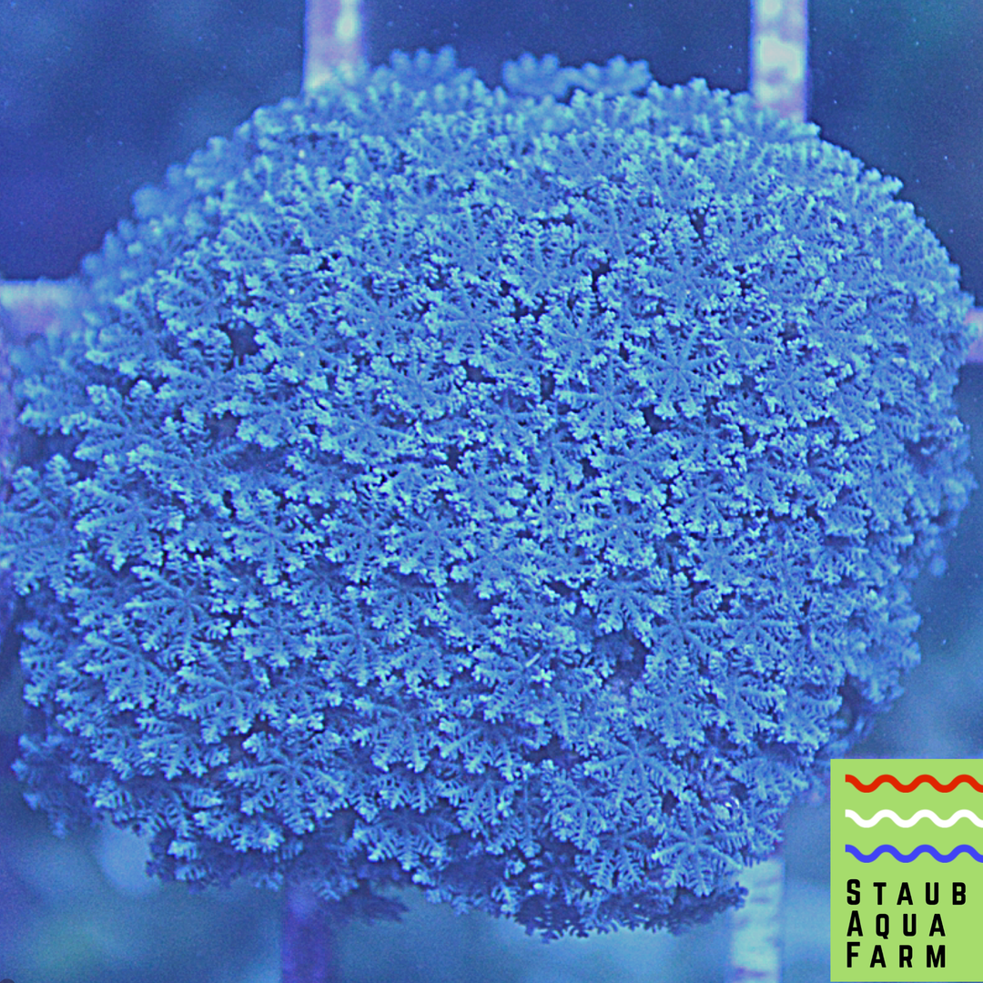 Blue Snowflake – Staub Aqua Farm LLC