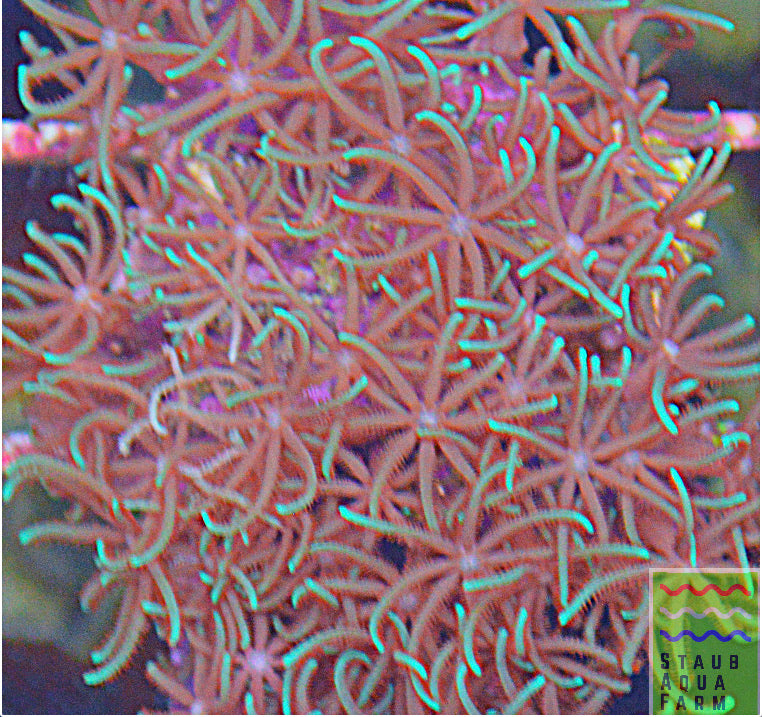 Green/Purple Star Polyp, GSP – Staub Aqua Farm LLC