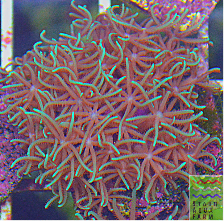 Green/Purple Star Polyp, GSP – Staub Aqua Farm LLC