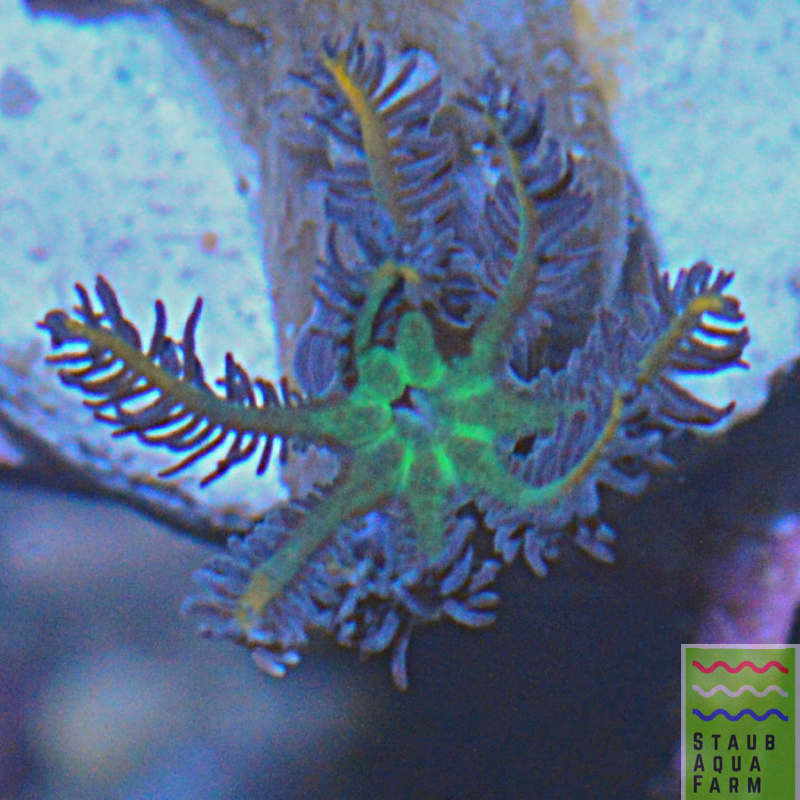 Clove Polyp Frag – Staub Aqua Farm LLC